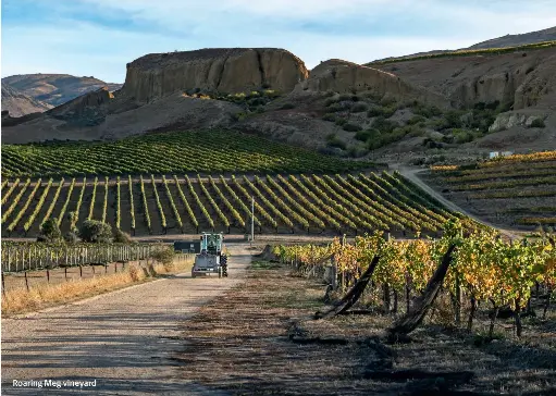 PINOT GRIS – IT’S BACK - PressReader