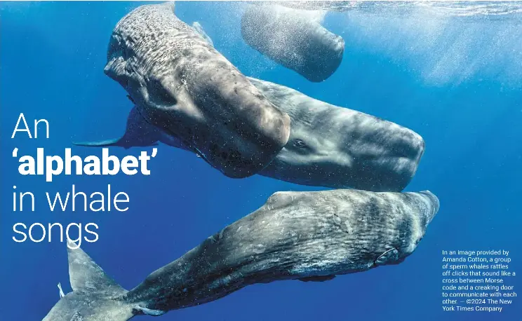 An ‘alphabet’ in whale songs - PressReader