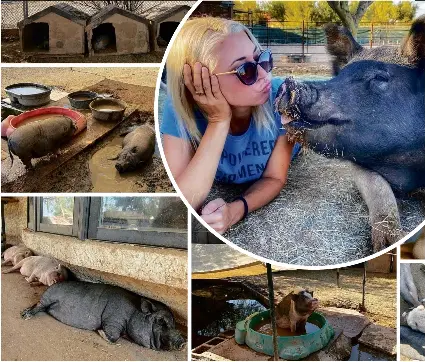 Welcome to piggy paradise - PressReader