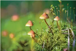 Popular aesthetic ‘wilderkind’ may shape look of 2026. - PressReader