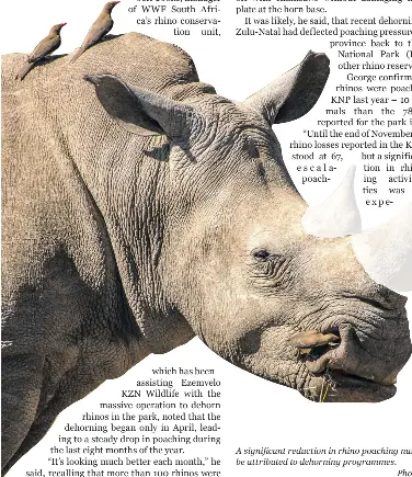 Rhino poaching has dropped as dehorning projects kick in - PressReader