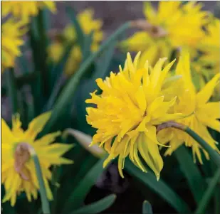 Public urged to map daffodils and hunt for three very rare varieties - PressReader