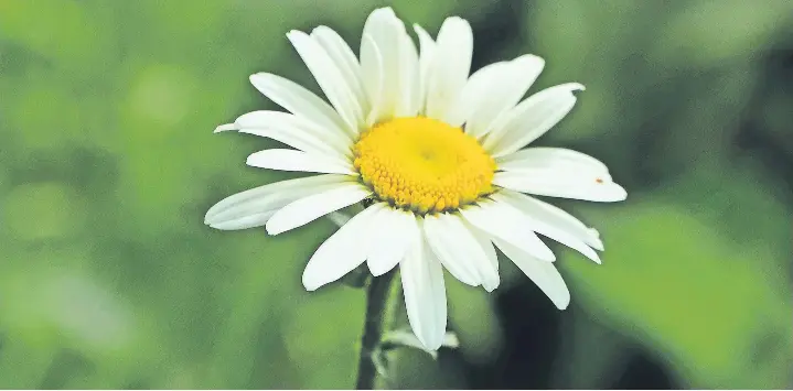 Sunset scorches the skies while daisy brings flower power - PressReader