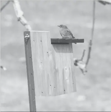 Bluebird nesting box - PressReader
