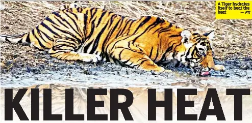 KILLER HEAT - PressReader