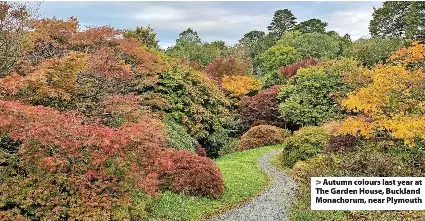Trees set to put on show of colour this autumn - PressReader