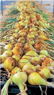 Tips on how to grow onions - PressReader