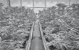 Cannabis regulators add 6K more products to 2023 recall - PressReader