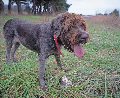 Blind dog Sadie returns to the hunt - PressReader