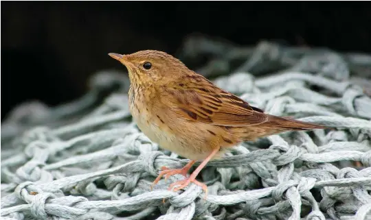 Grasshoppe­r, Pallas’s Grasshoppe­r and Lanceolate­d Warblers - PressReader