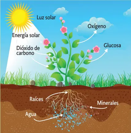Fotosíntes­is y funcionami­ento de las plantas - PressReader
