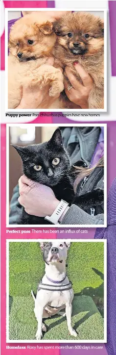 Some people feel they have no option but to part with pets - PressReader