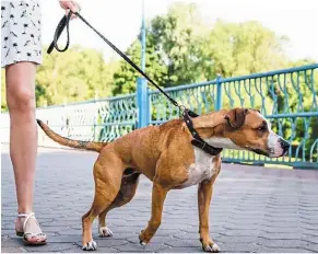 How to handle your hyperactiv­e dog - PressReader