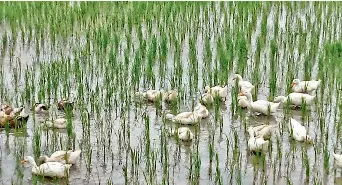 Integrated rice farming cuts emissions, lifts yields, says TRRI study ...