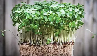 How to grow your own veg in just three weeks - PressReader