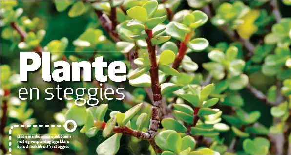 Plante en steggies - PressReader