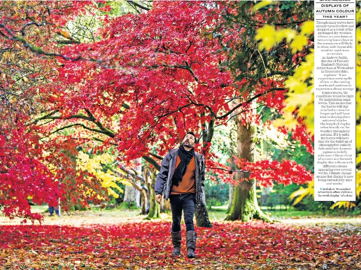 Put on a dazzling show of autumn colour - PressReader