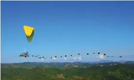 This bird came back from extinction - now scientists in a glider are teaching it to migrate ...