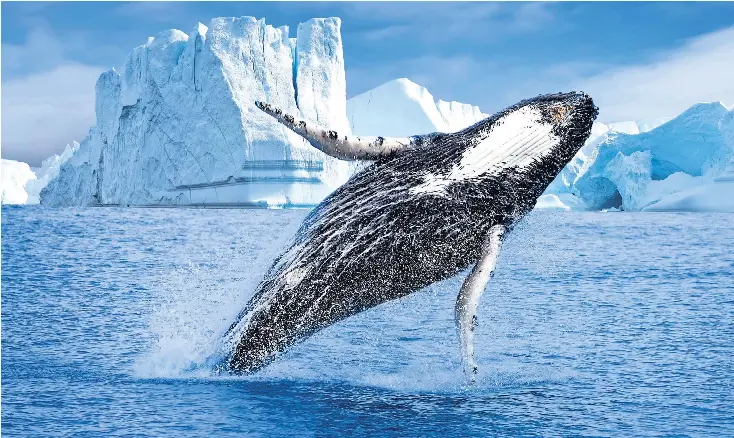 Why getting up close with a whale is good for the soul - PressReader