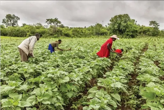 ‘Middlemen milk women smallholde­r farmers’ - PressReader