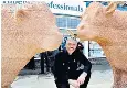 Town has beef with £43,000 cow statues - PressReader