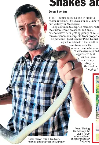 Snakes abound in city suburbs - PressReader