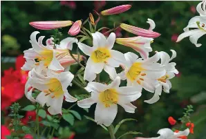 Which summer bulbs to choose - PressReader