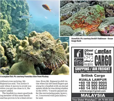 Do not panic, but be aware of stonefish when walking in shallow sea - PressReader