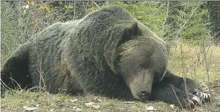 Bear No. 122 is ‘ The Boss’ in Banff National Park - PressReader