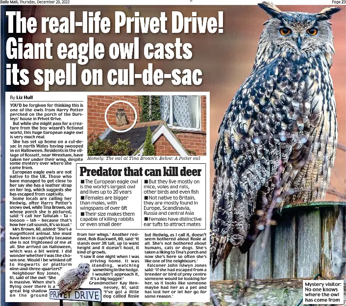 The real-life Privet Drive! Giant eagle owl casts its spell on cul-de ...