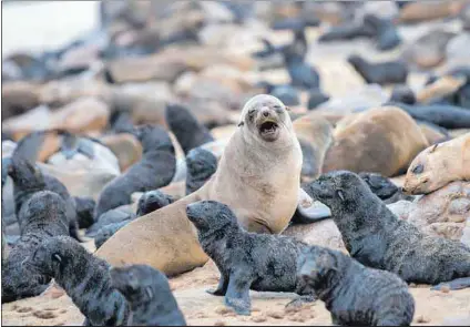 Cape seals test positive for rabies - PressReader