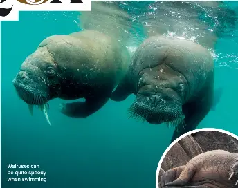 Why are walruses so chubby? - PressReader