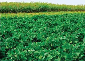 Boereplan: 3 oplossings vir maklike veewerk - PressReader