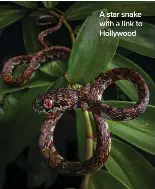 DiCaprio’s snail-eating snake - PressReader