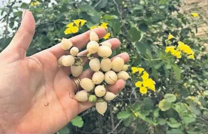 El muyuyo: un árbol ancestral - PressReader