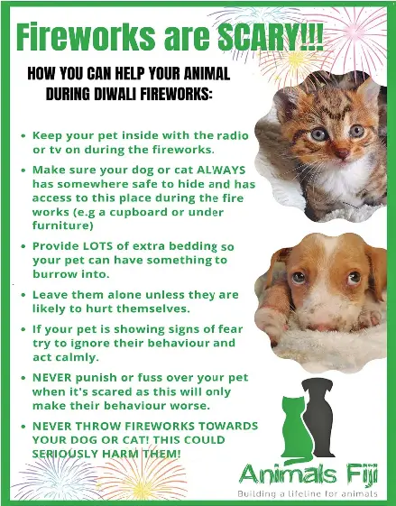How Does Fireworks Affect Your Pets and Animals and How You Can Help ...