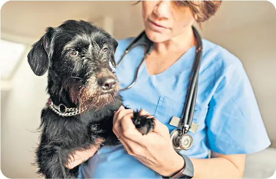 No waiting, fair prices: why does my dog get better healthcare than my children? - PressReader
