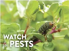 WATCH for PESTS - PressReader