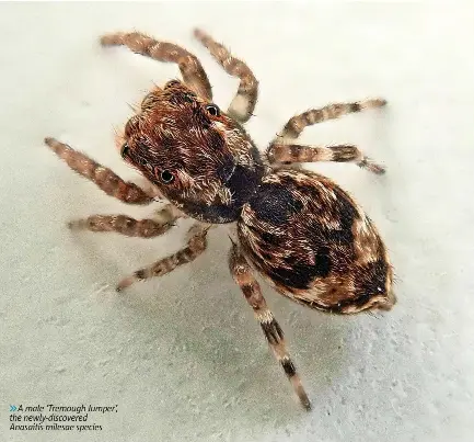 New nature search at campus reveals new species of spider - PressReader