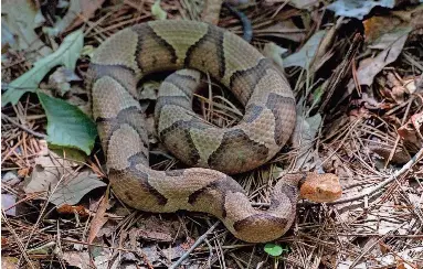6 venomous snakes you could encounter in SC - PressReader