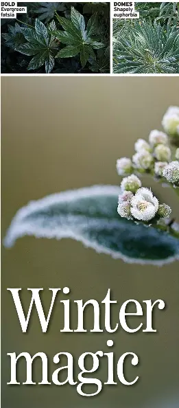 Winter magic - PressReader