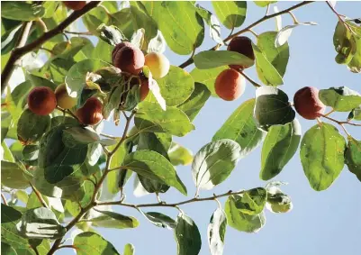 Sidr tree: A common feature in old Kuwaiti neighborho­ods - PressReader