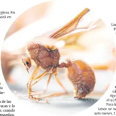 Con luciérnaga­s-robot y hormigas contra el cáncer, la naturaleza va al ...
