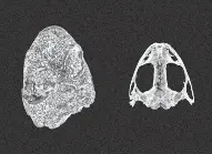 Creature offers clues on amphibian evolution - PressReader