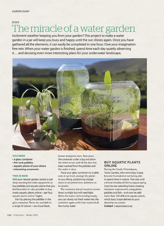 The miracle of a water garden - PressReader