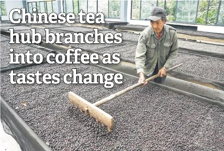 Chinese tea hub branches into coffee as tastes change - PressReader