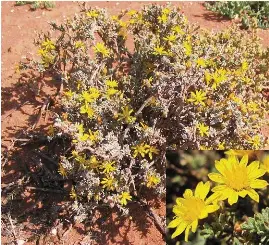 Ken die karoobossi­e: bitterbos, blouperdek­aroo en bergkerrie­bos ...