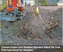 Pair fined for felling lime tree - PressReader