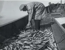 Herring numbers could recover after stocks fell in the 1970s - PressReader