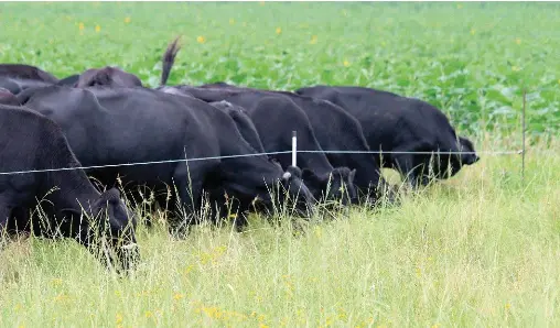 Vee het belangrike rol in bewaringsl­andbou - PressReader